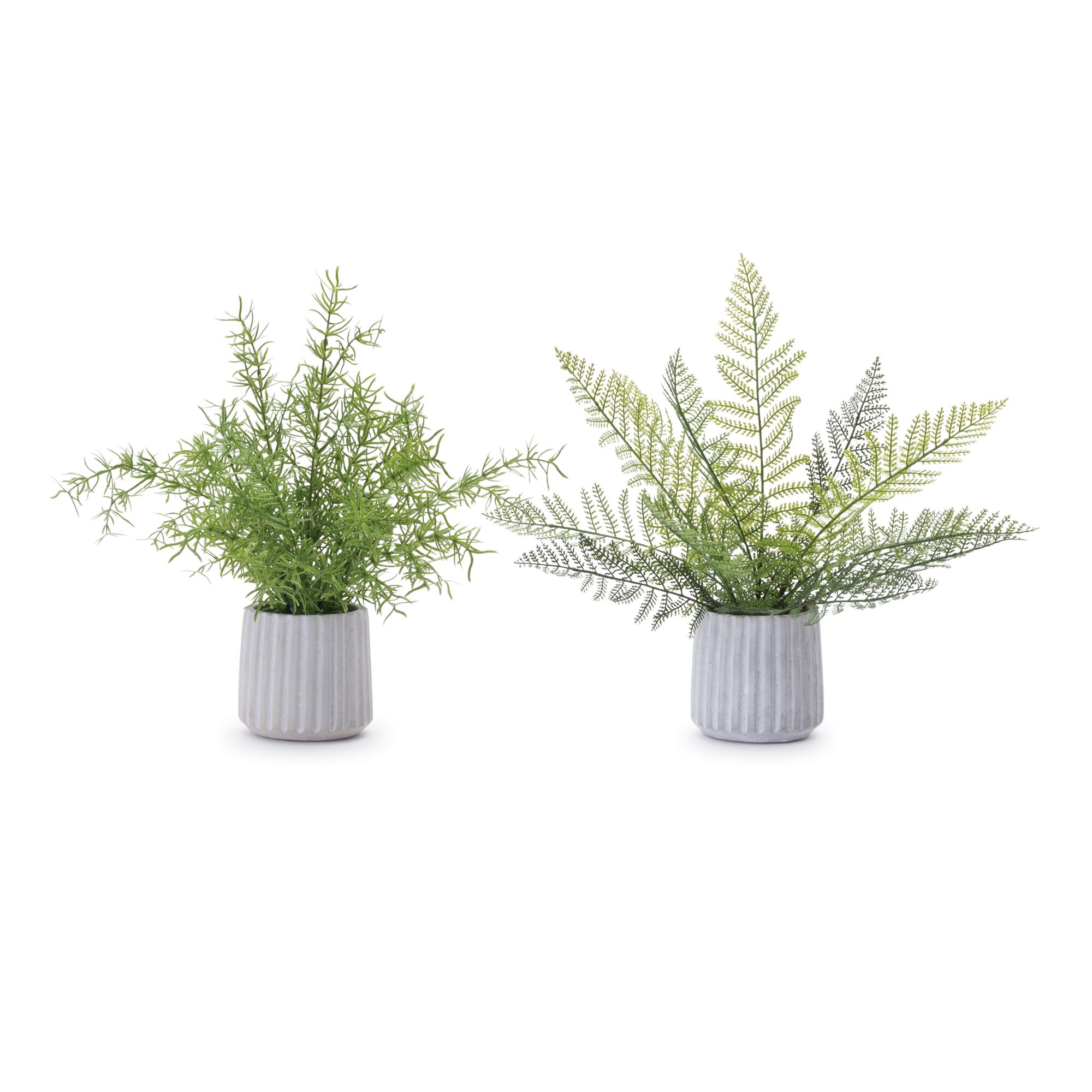 Potted Fern Plant (Set of 2) | Roaman's